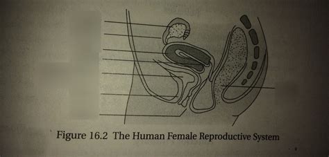 Diagram Of Female Reproductive System Ap Quizlet