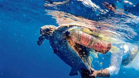 Lassassí Fantasma Del Mar