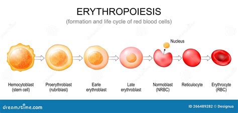 Erythropoiesis Red Blood Cells Formation Stock Vector Illustration