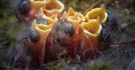 Chickadee Pictures Az Animals