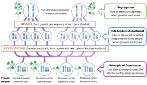 Genetics And Inheritance Flashcards Quizlet