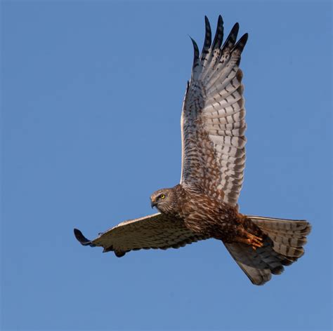 African Marsh Harrier Circus Ranivorus Buckham Birding