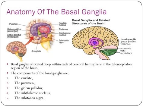 What Does The Basal Ganglia Do For Memory Mapametawan