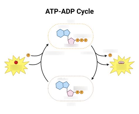 Biology Honors Atp Adp Cycle Diagram Quizlet