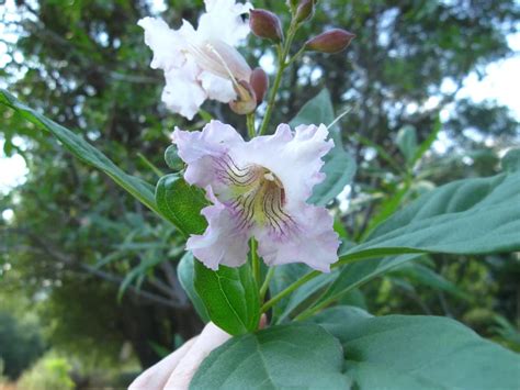 Chitalpa Tashkentensis Morning Cloud Live Tree 3ft Tall