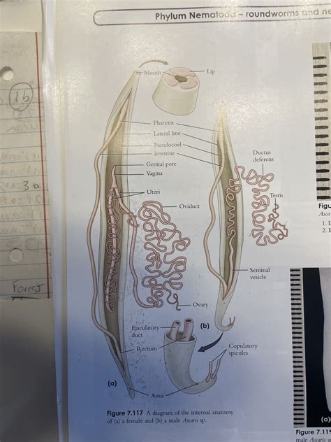Ascaris Anatomy Male And Female Nematoda Diagram Quizlet