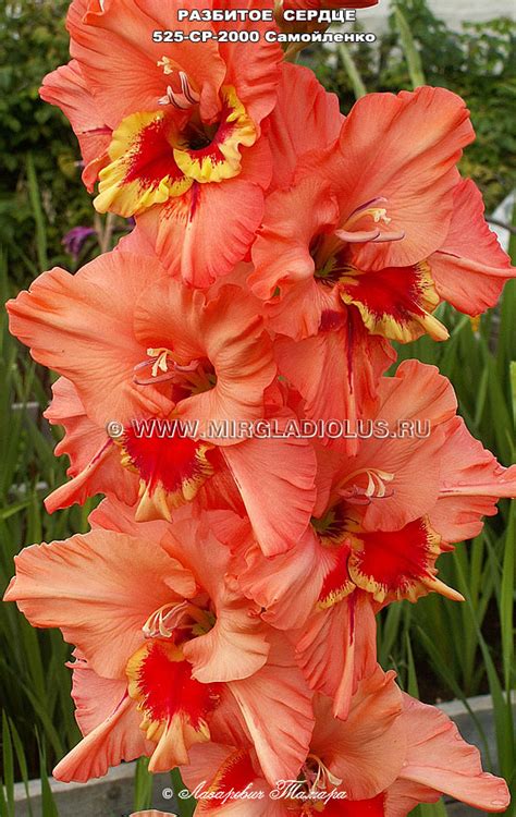 гладиолус Разбитое Сердце mirgladiolus.ru © Лазаревич Тамара МИР ...