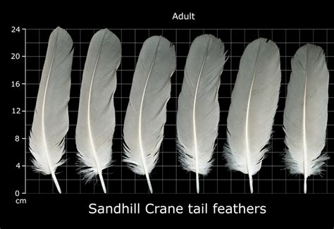 The Feather Atlas Feather Identification And Scans Us Fish And