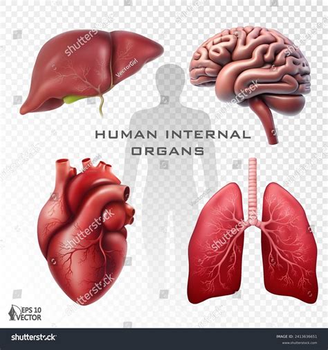 Realistic Vector Set Human Internal Organs Stock Vector Royalty Free 2413636651 Shutterstock