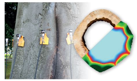 Tree Tomography Arborsonic