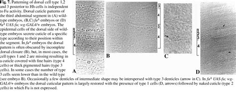 Patterning Of Dorsal Cell Type And Posterior To Hh Cells Is Download Scientific Diagram