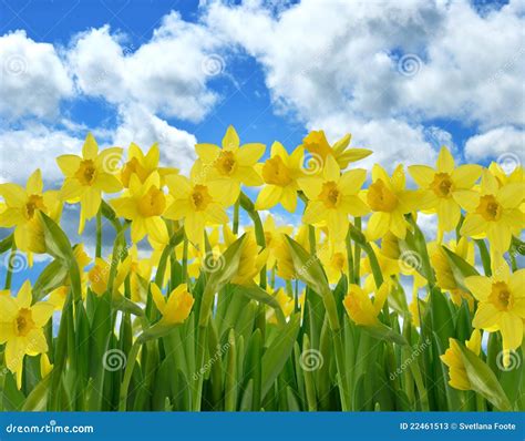 Yellow Daffodil Flowers Stock Image Image Of Flower 22461513