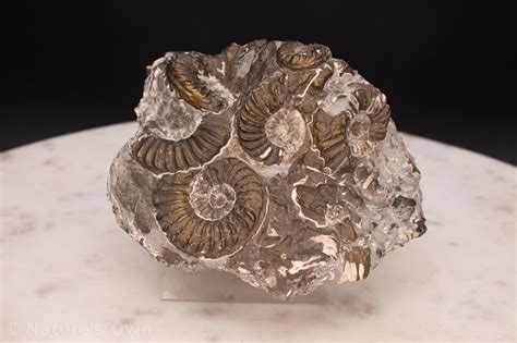 Fossilized Ammonite Specimen 4 — Natures Own Breckenridge Rock And Fossil Shop