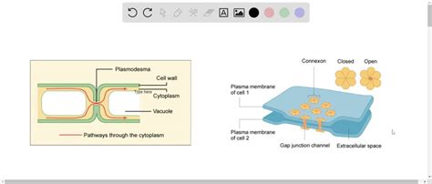 Solved Plasmodesmata And Gap Junctions A Allow S…
