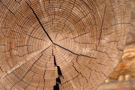 Tipos De Madera Clasificación Y Características Majofesa Maderas
