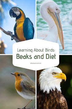 Bird Study Ideas Bird Unit Study Bird Bird Theme