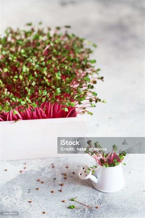 무 마이크로 그린의 클로즈업 녹색 잎과 보라색 줄기 발아 마이크로 그린 집에서 씨앗 발아 비건 과 건강한 식사 개념 발아 무