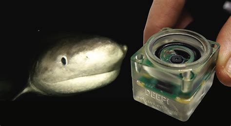 biologging and raspberry pi we ve found fantastic research made by