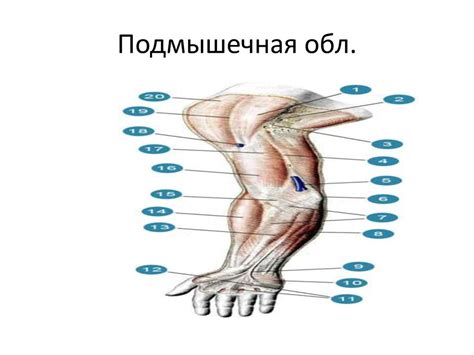 Топографическая анатомия и оперативная хирургия верхних конечностей