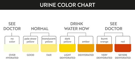 Urine Color Chart Pee Hydration And Dehydration Test Strip Vector