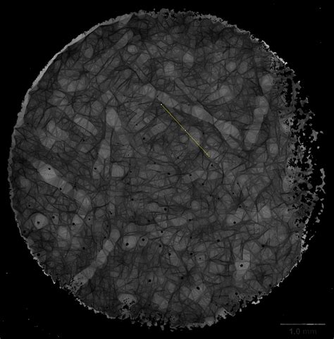 Gray Value Unit Image Analysis Imagesc Forum