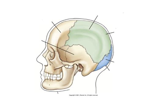 Calvarium Labeling Diagram Quizlet