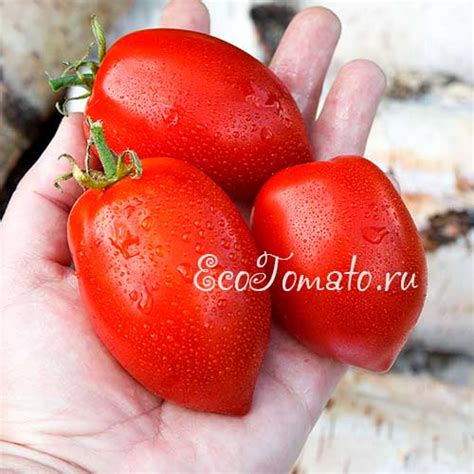 San Marzano Nano - описание сорта