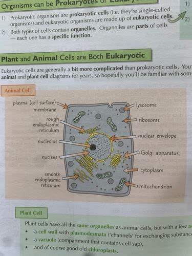 Biology Cell Structure Flashcards Quizlet