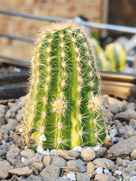 Help With Identifying This Cactus 🌵 R Cactus