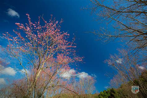 หุบเขาสีชมพูที่ภูลมโล จ เลย พญาเสือโคร่ง บานสะพรั่ง