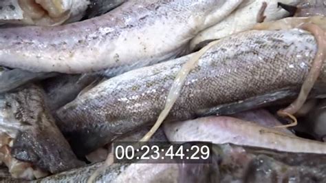 骨肉分離機チビスケソウダラ Deboning Seaparator Chiby for chicken fish Walleye