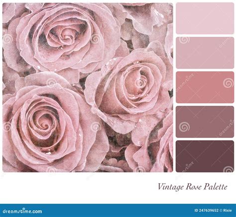 Antique Rose Colour