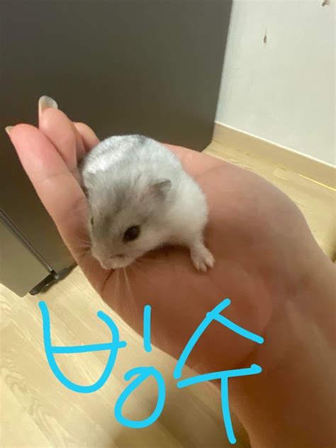 햄스터 학대범 저격방 Band