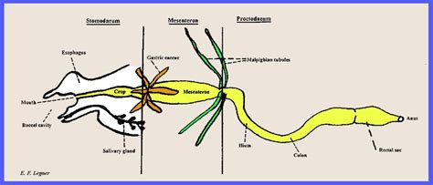 Class Insecta Diagram