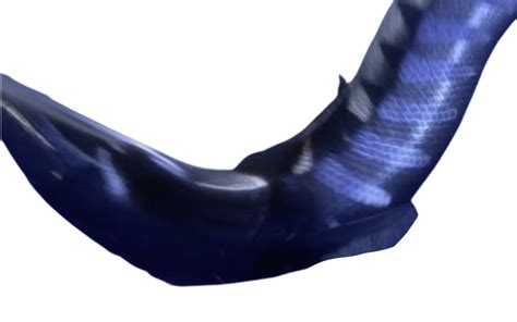 Barracuda By Dracoawesomeness On Deviantart