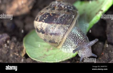 Common Garden Snail Shell Stock Videos And Footage Hd And 4k Video