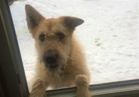 Первоуральское общество защиты животных просит о помощи — Городские вести