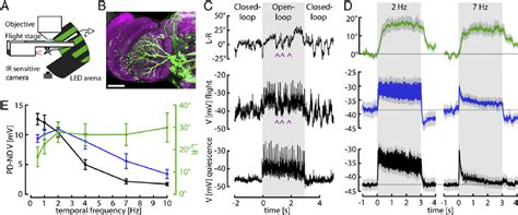 Simultaneous Neuronal And Behavioral Recordings A Schematic Of The
