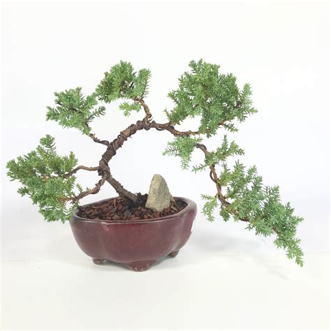 Procumbens Juniper Juniperus Procumbens Bonsai Allshapes Bonsai