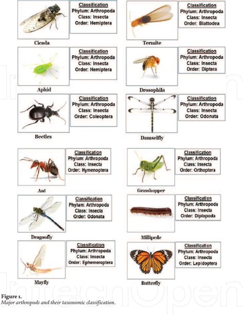 Phylum Arthropoda Classes