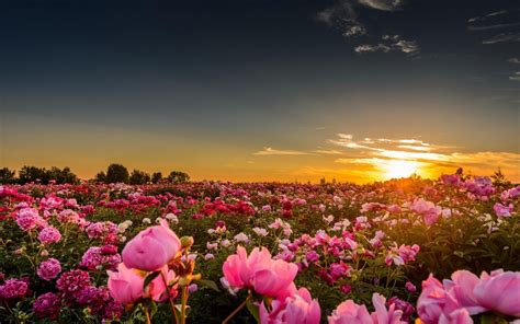 Peony Desktop Wallpaper 66 Images
