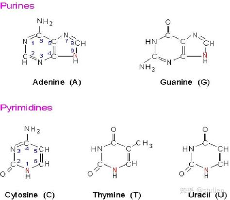 分子生物学回顾——染色体与dna 知乎