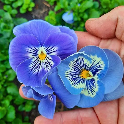 Capricorn Zodiac Flower Duo Of Pansy And Ivy
