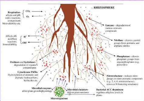7 Schematic Representation Of The Enzymatic And Microbial Activities