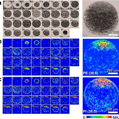 Pdf 3d Maldi Mass Spectrometry Imaging Of A Single Cell Spatial Mapping Of Lipids In The