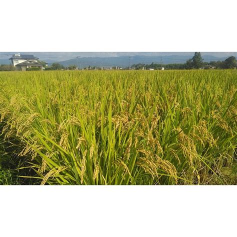 新米 予約10月10日頃初出荷 くまさんの輝き 玄米 5kg 令和6年産 予約販売 熊本県 あさぎり町産 Kumasan 5kg