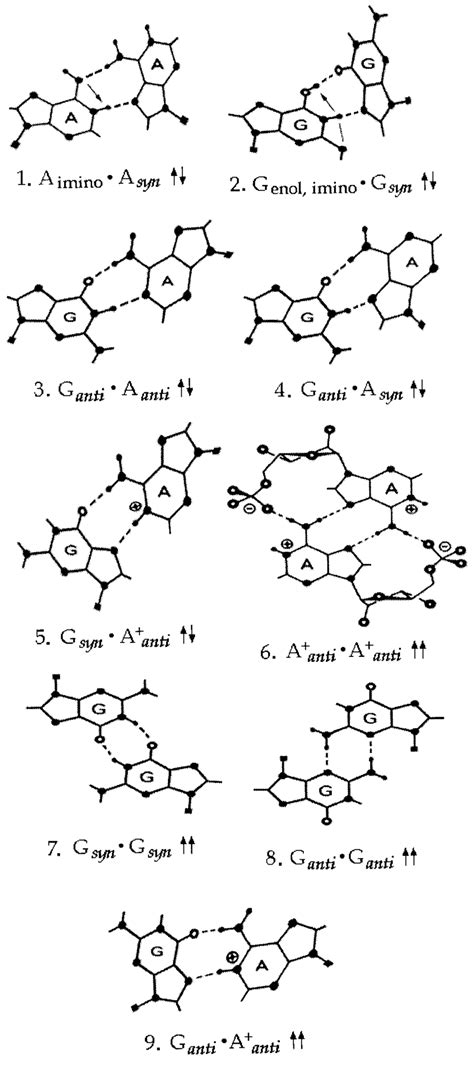 Some Alternative Base Pairing Schemes For Homoduplexes Of Da G N Download Scientific