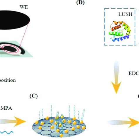 Schematic Diagram Of The Obp Based Biosensor A B Gold Nanoparticles Download Scientific