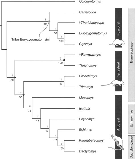 Most Parsimonious Tree Length 71 Steps Consistency Index 0746 Download Scientific
