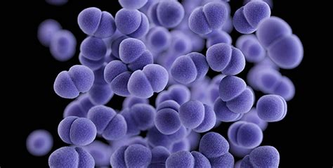 Where No Botulinum Toxin Has Gone Before Harvard Medical School Where No Botulinum Toxin Has Gone Before Harvard Medical School